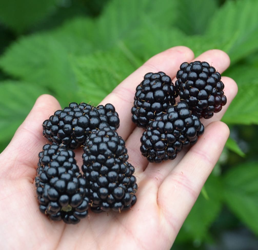 Corso in pillole "Conoscere i piccoli frutti e i frutti di bosco ...